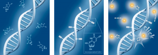 EdU Cell Proliferation Assay for Imaging