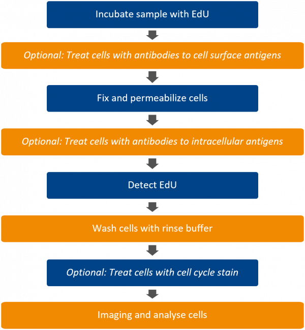EdU Cell Proliferation Assay for High-throughput Screening
