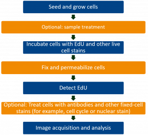 EdU Cell Proliferation Assay for Imaging