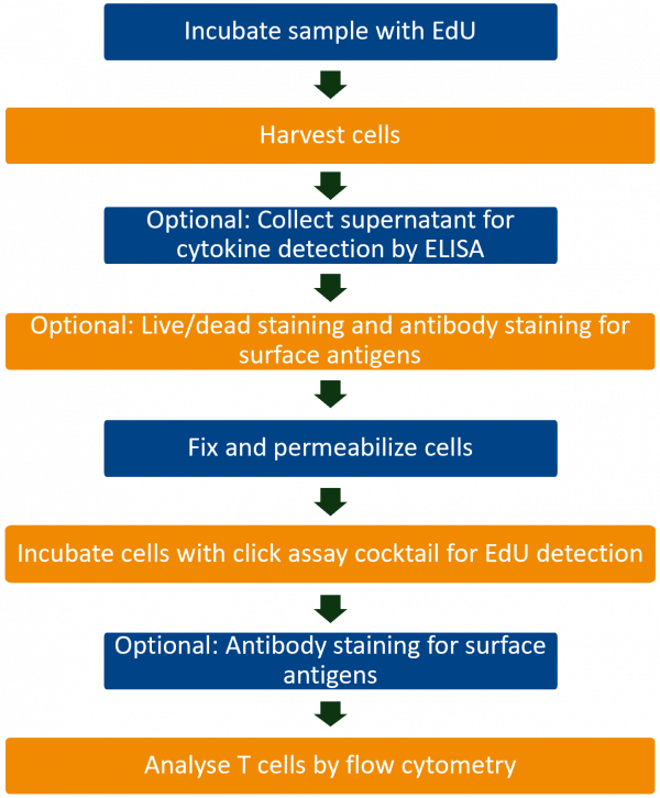 EdU T Cell Proliferation Assay for Flow Cytometry