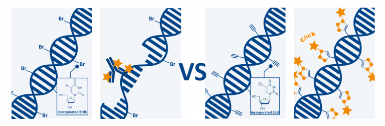 EdU Cell Proliferation Assay for Imaging