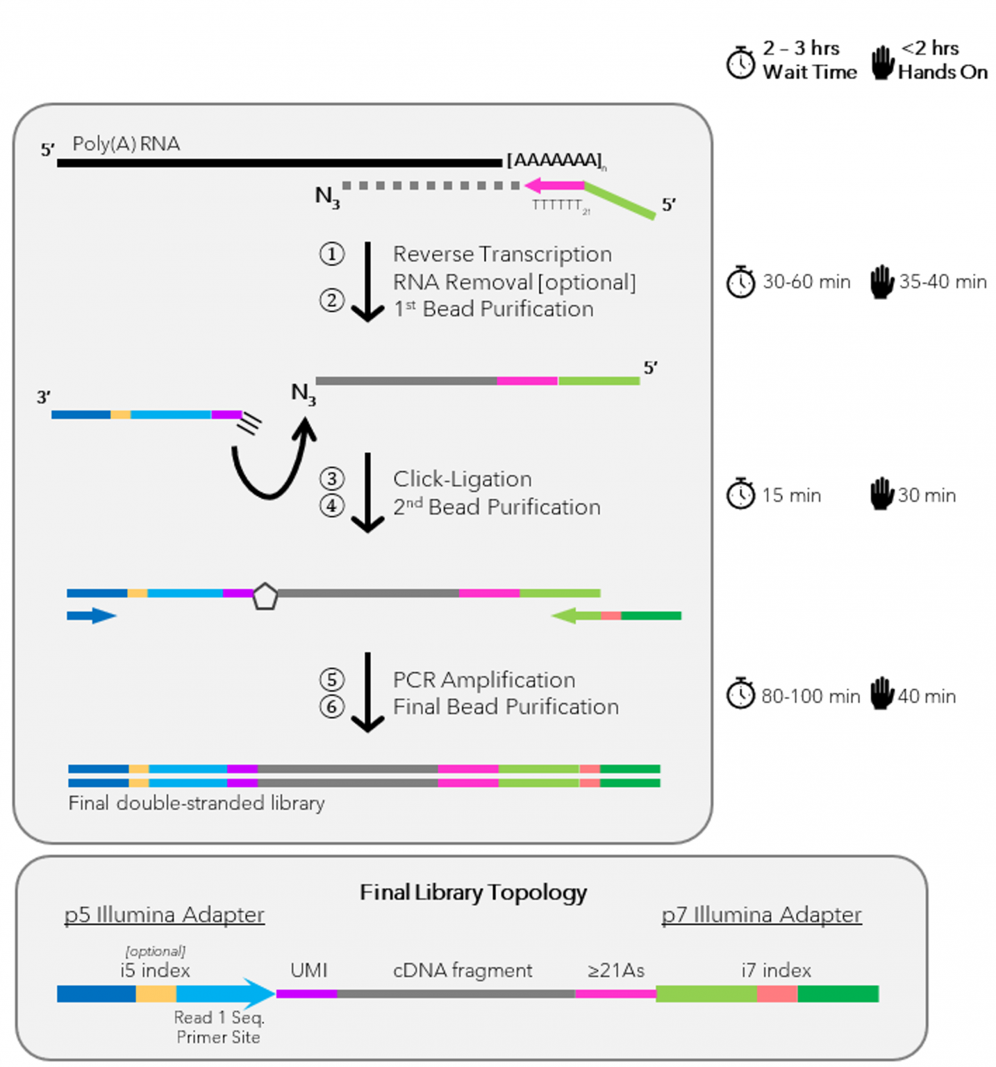 Poly(A)-ClickSeq Library Prep Kit 12 Reactions