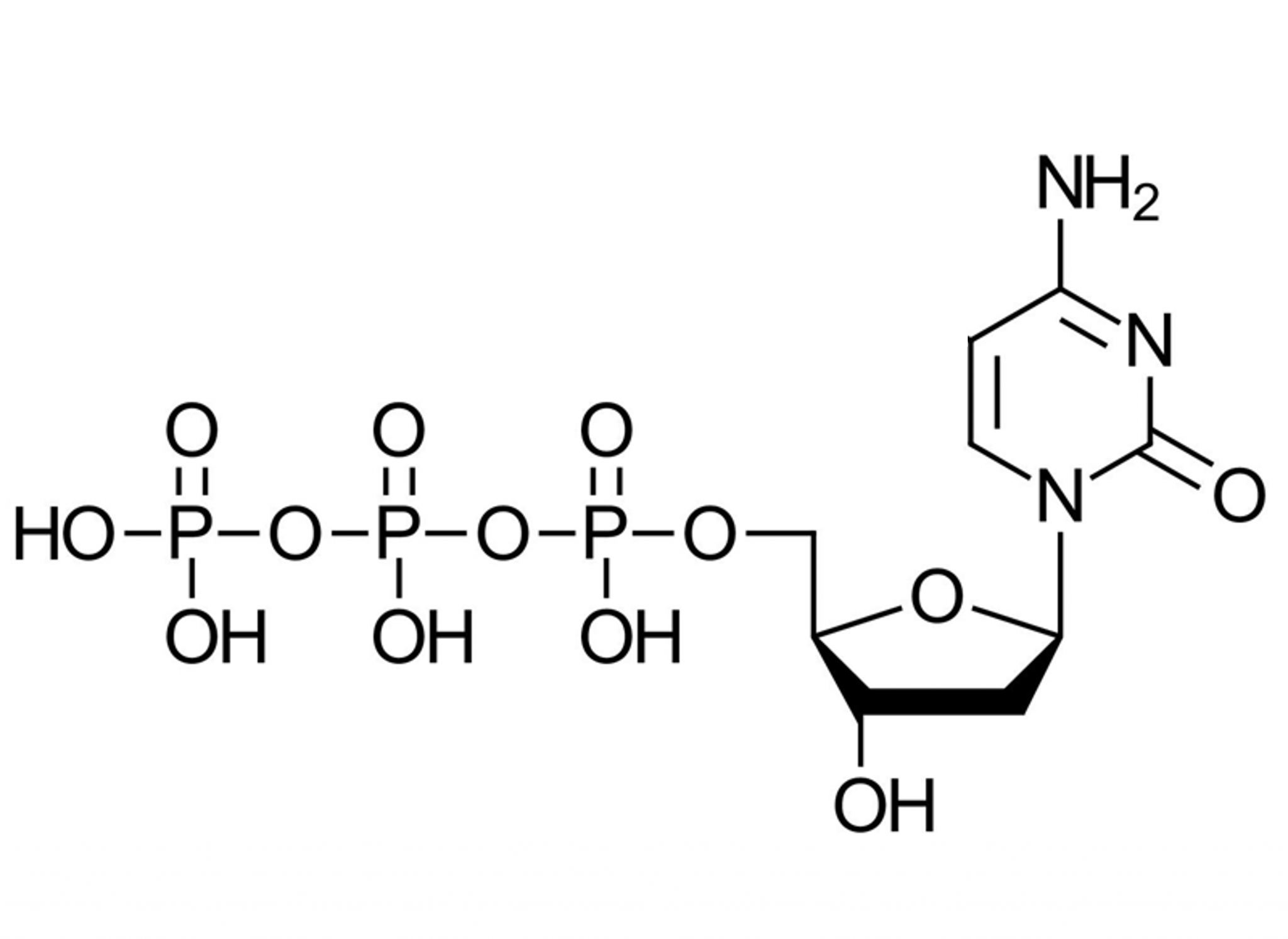 dCTP: Role, Applications, and Importance in DNA Synthesis