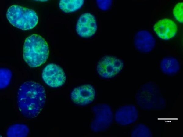EdU Cell Proliferation Assay for Imaging