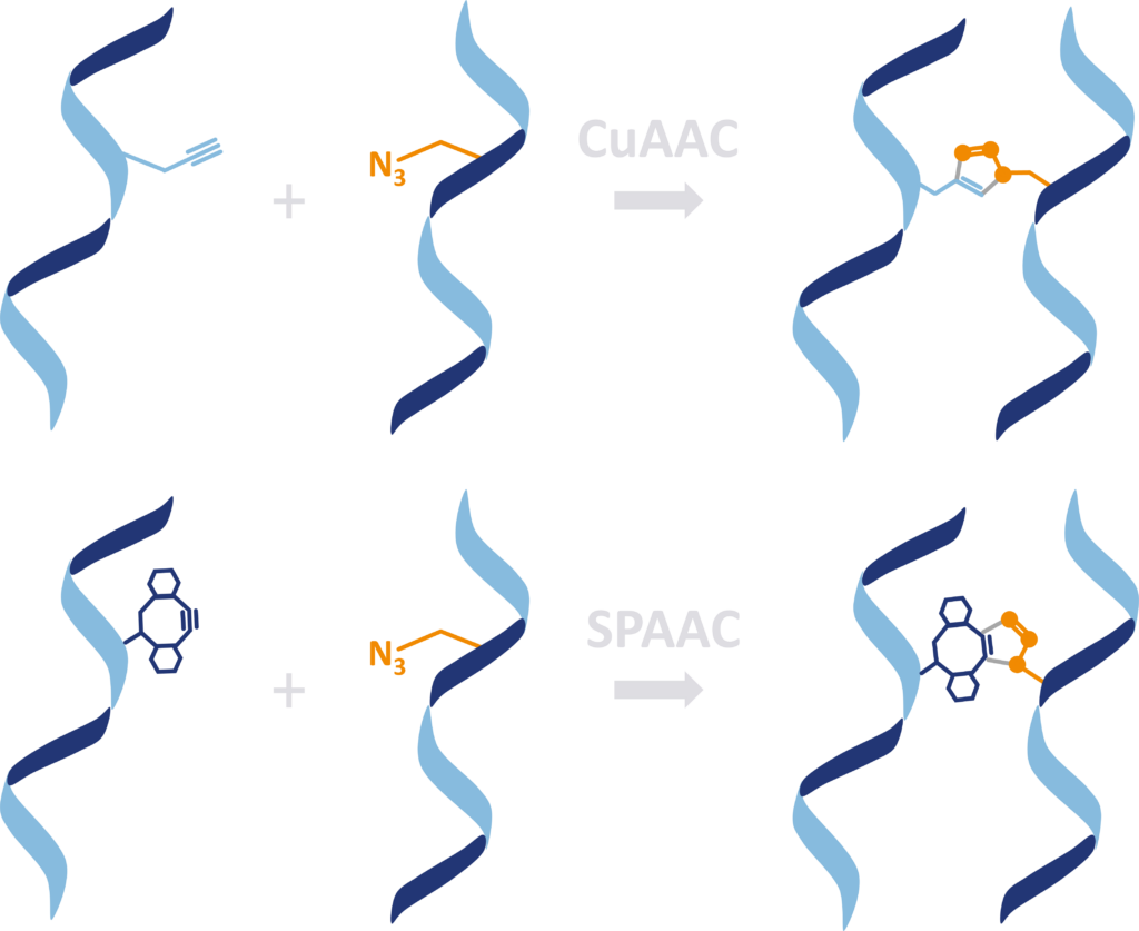 DNA Crosslinking: Mechanisms & role in genomic research
