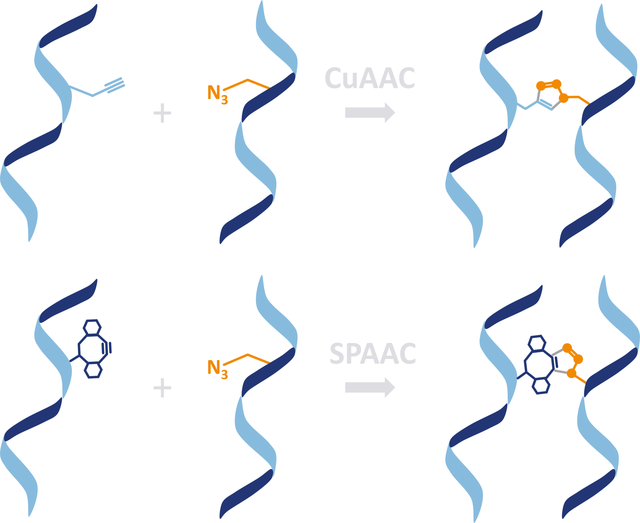 DNA Crosslinking: Mechanisms & role in genomic research