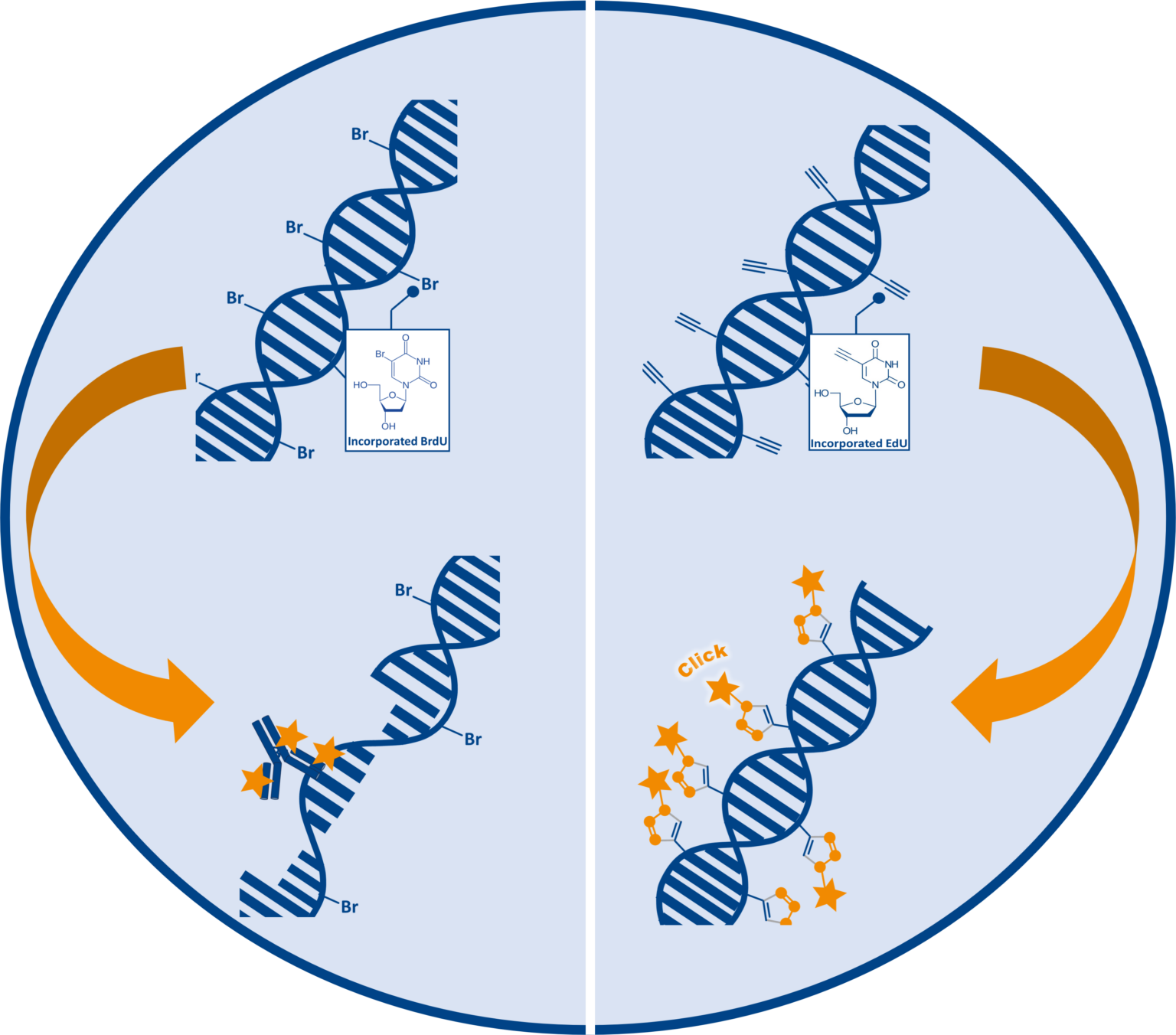EdU Cell Proliferation Assay for Imaging