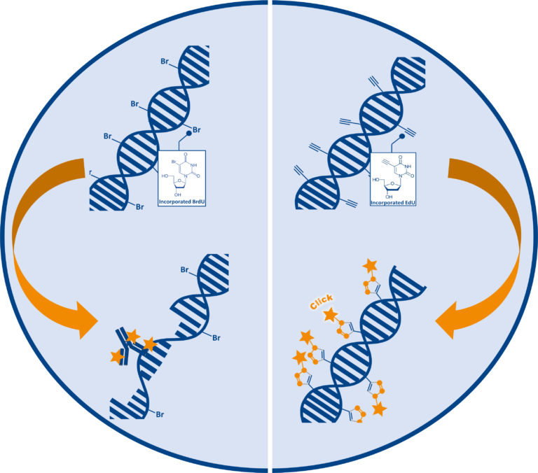 In Vivo EdU Cell Proliferation Assay for Imaging