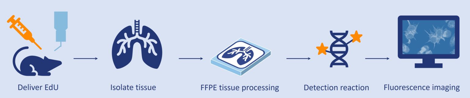 In Vivo EdU Cell Proliferation Assay for Imaging