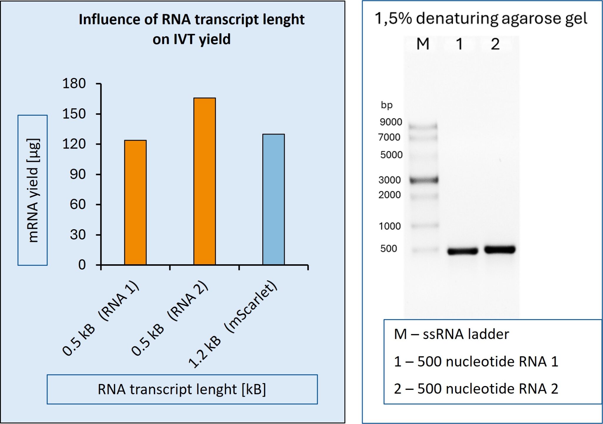 IVT RNA synthesis kit for mRNA production