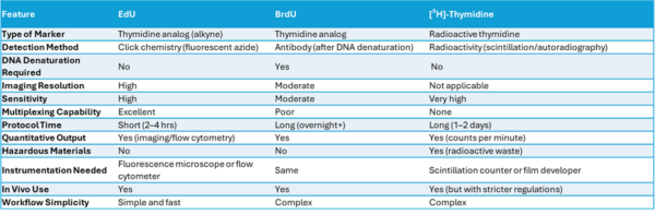 EdU proliferation: Applications, assay kits & techniques