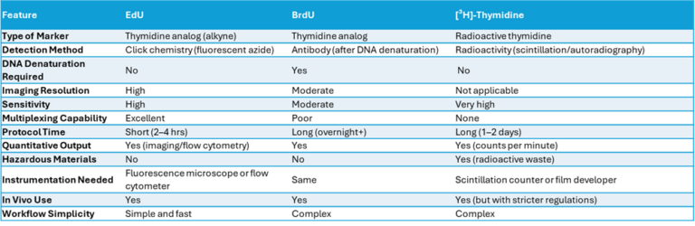 EdU proliferation: Applications, assay kits & techniques