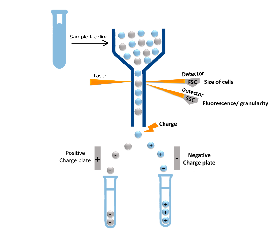 Facs Cell Sorting A Method For Separating Cell Populations 9661