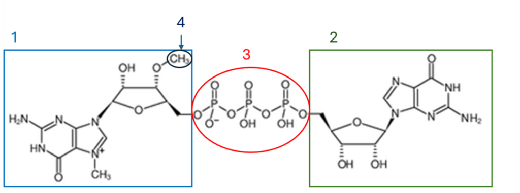 ARCA Cap: Boost RNA Translation