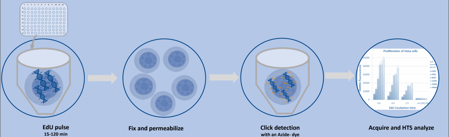 Sensitive EdU Cell Proliferation Assay for HTS