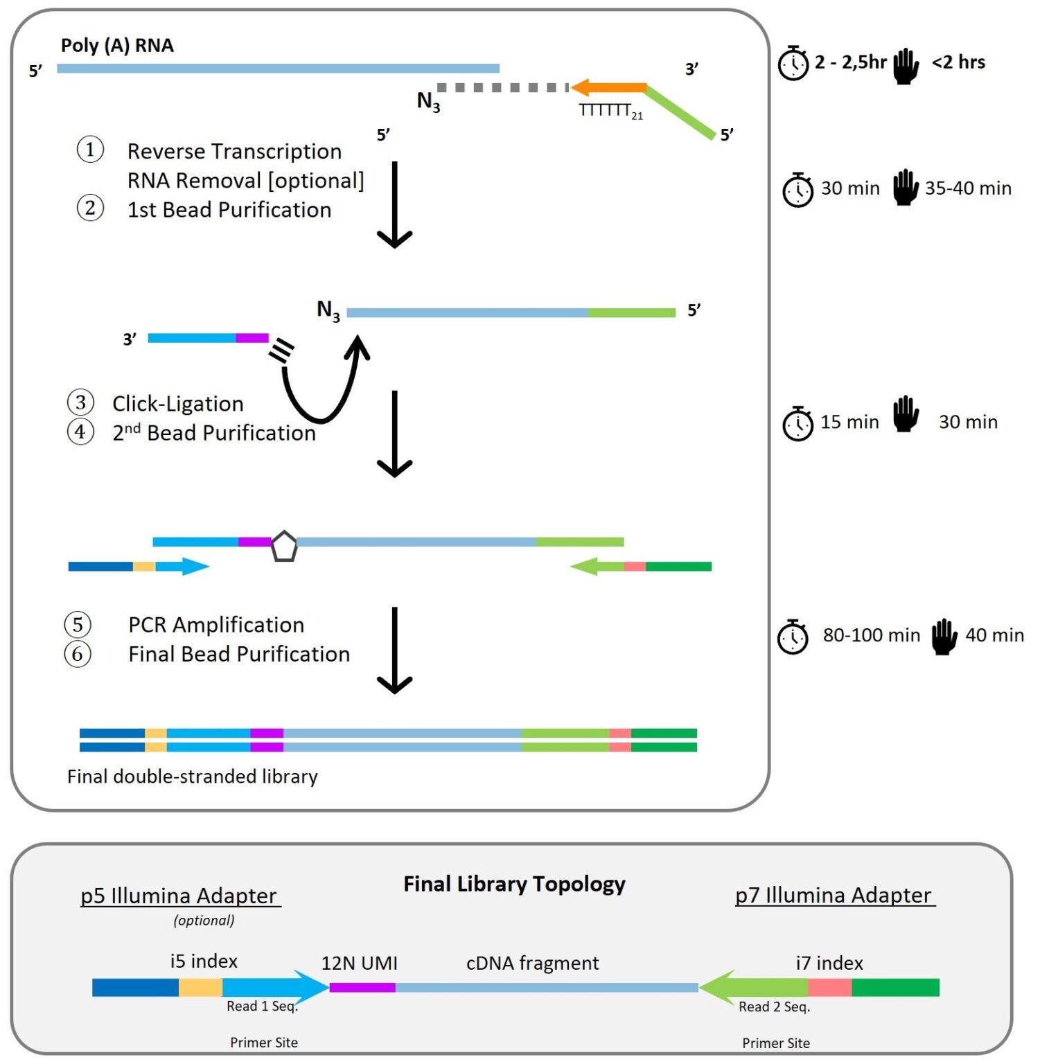 Poly(A)-ClickSeq Library Prep Kit with dual indexing