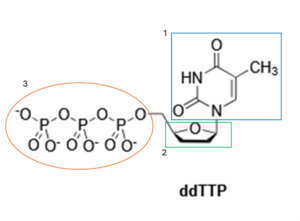 ddTTP: Essential DNA chain terminator for sequencing